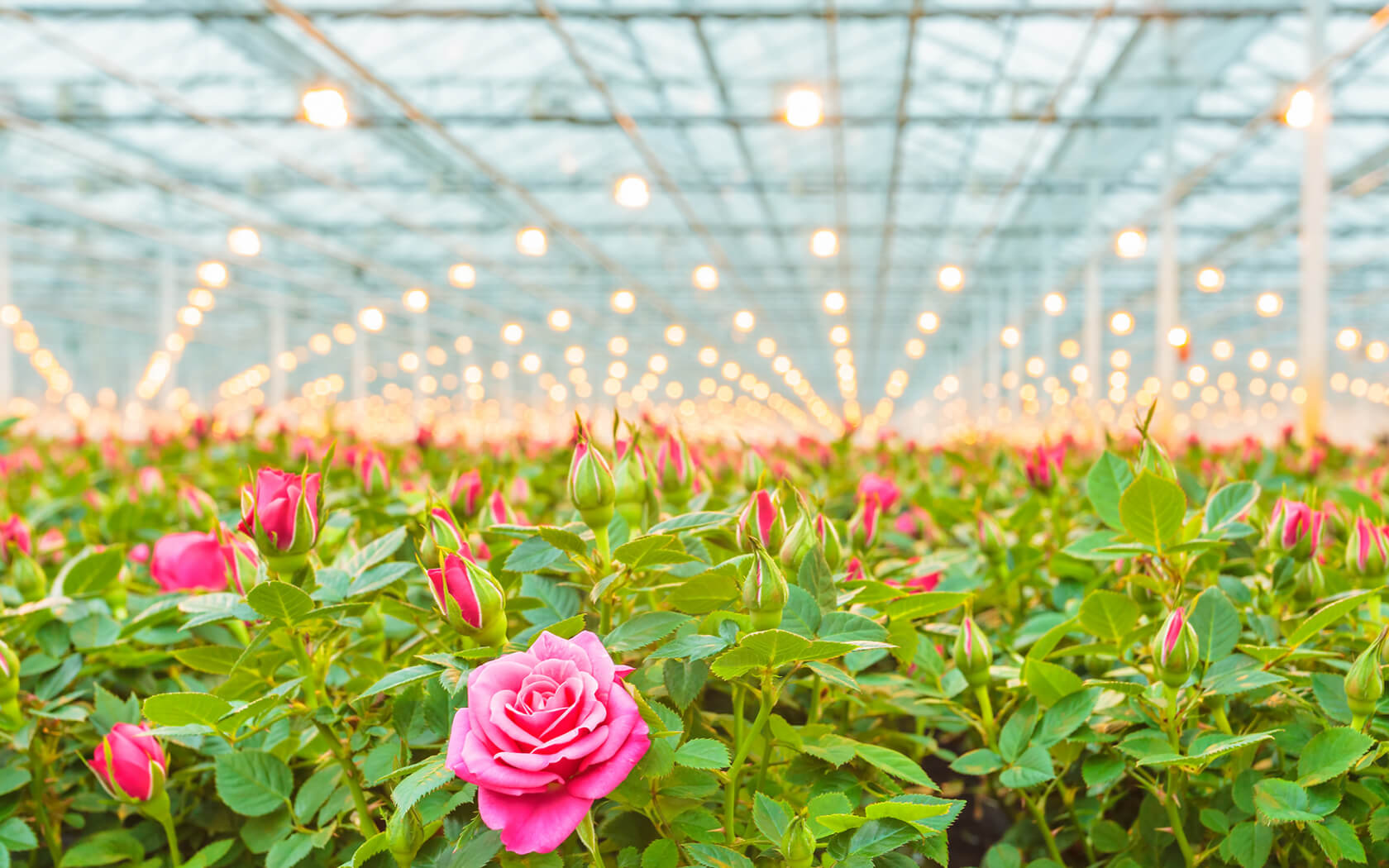 Home - Photondancing